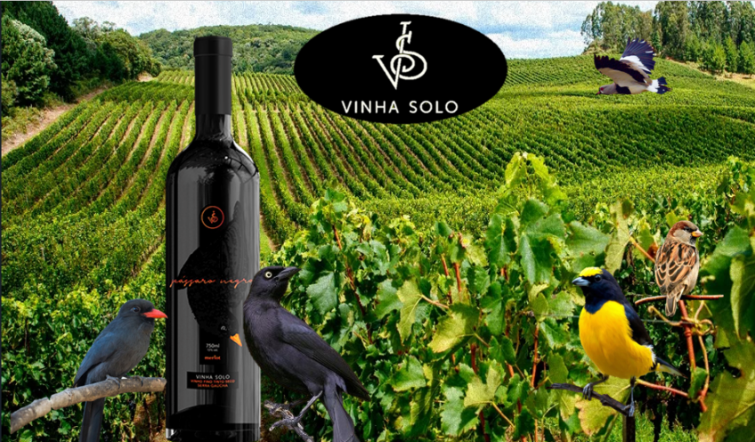 Vinícola Vinha Solo: Um Caso de Sucesso no Segmento na Serra Gaúcha ...